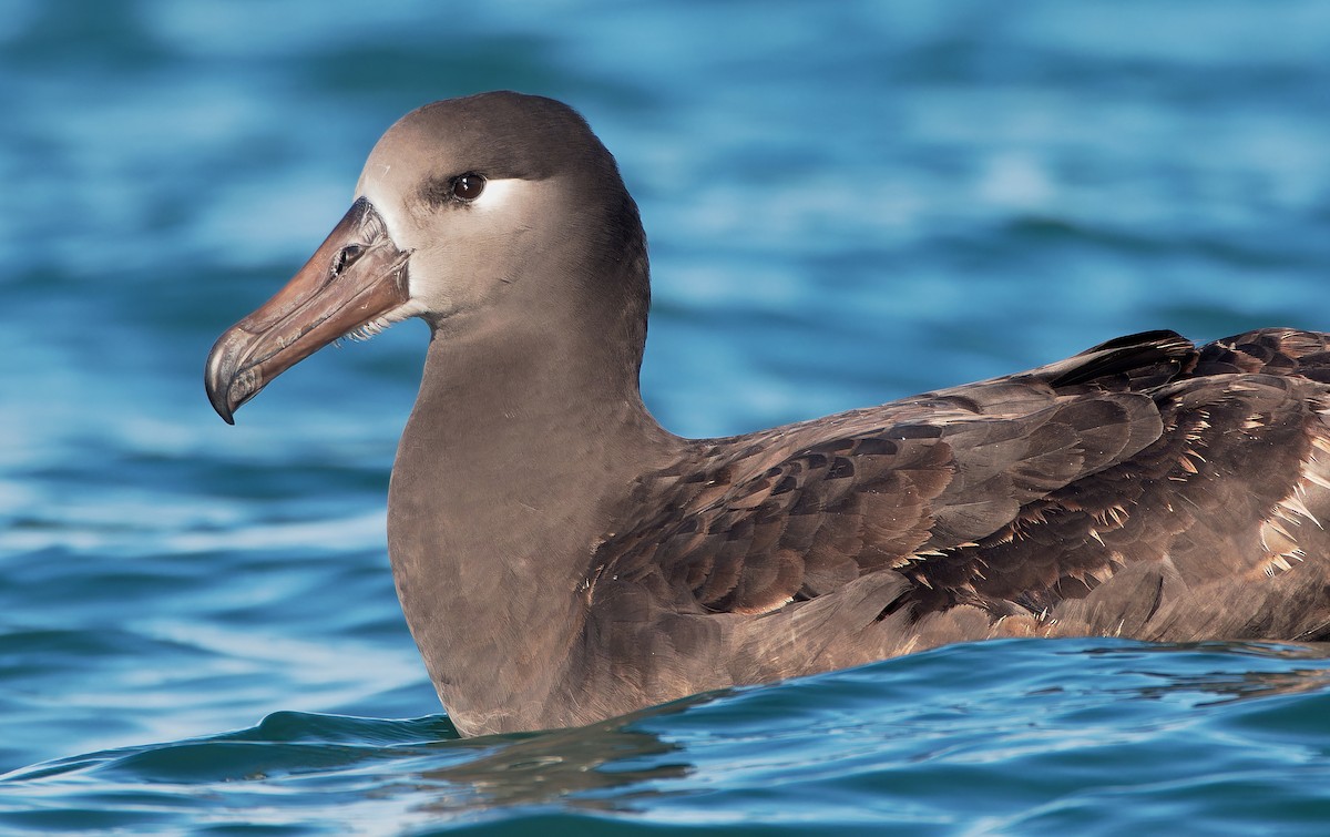 ML628957263 - Black-footed Albatross - Macaulay Library
