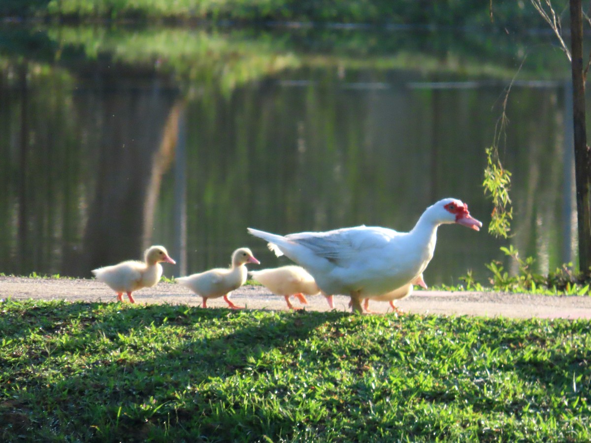 eBird Checklist - 1 Jan 2025 - Bukit Lagong - 58 species (+2 other taxa)