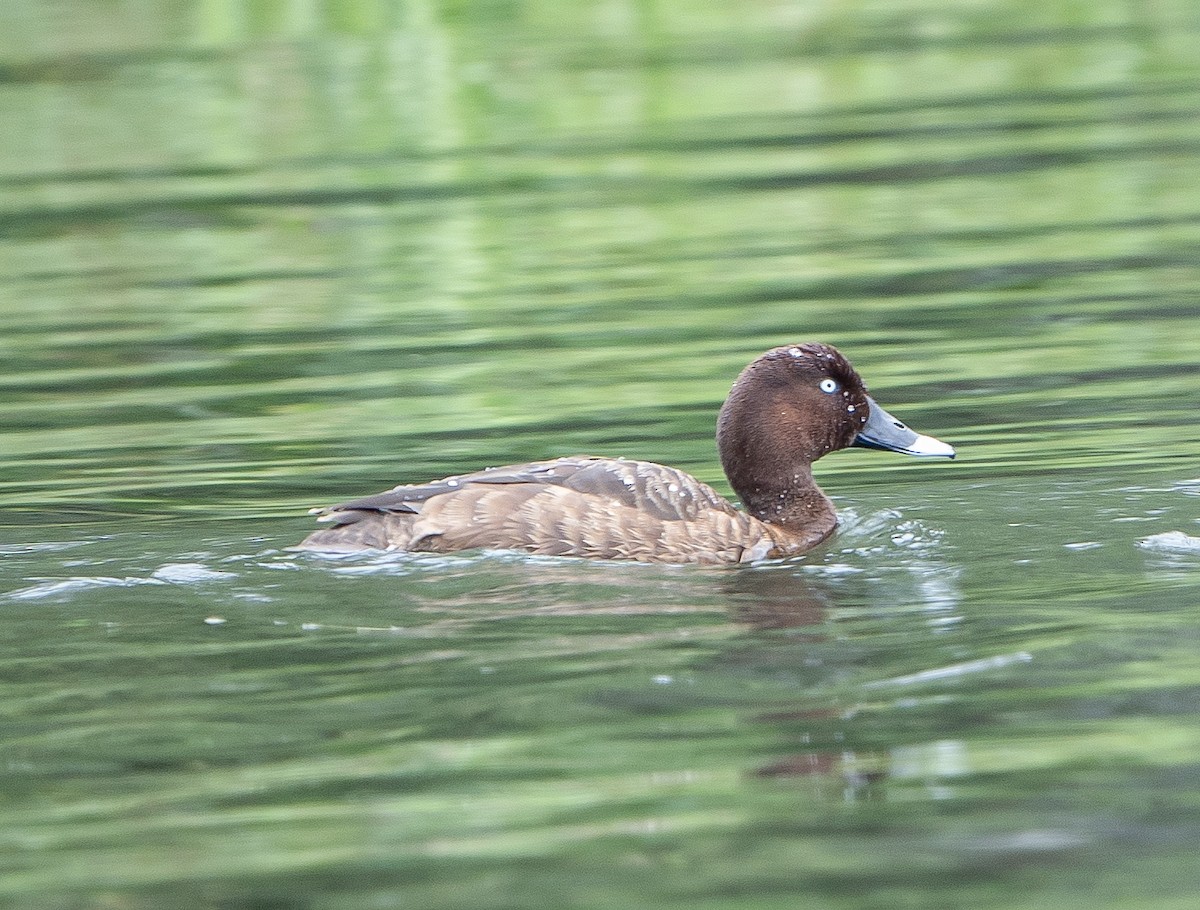 eBird Checklist - 12 Jan 2025 - Loveday Cove (Lake Cooby) - 30 species