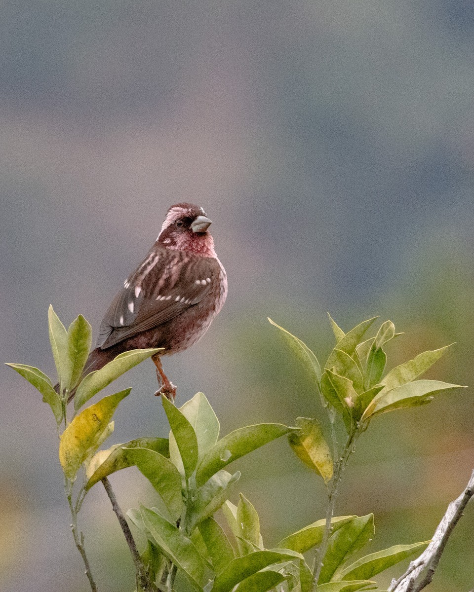 ML628976106 - Spot-winged Rosefinch - Macaulay Library