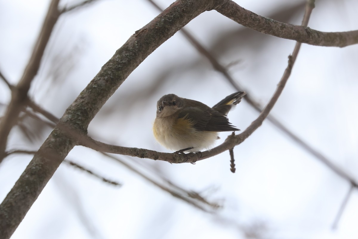 ML628978074 - American Redstart - Macaulay Library