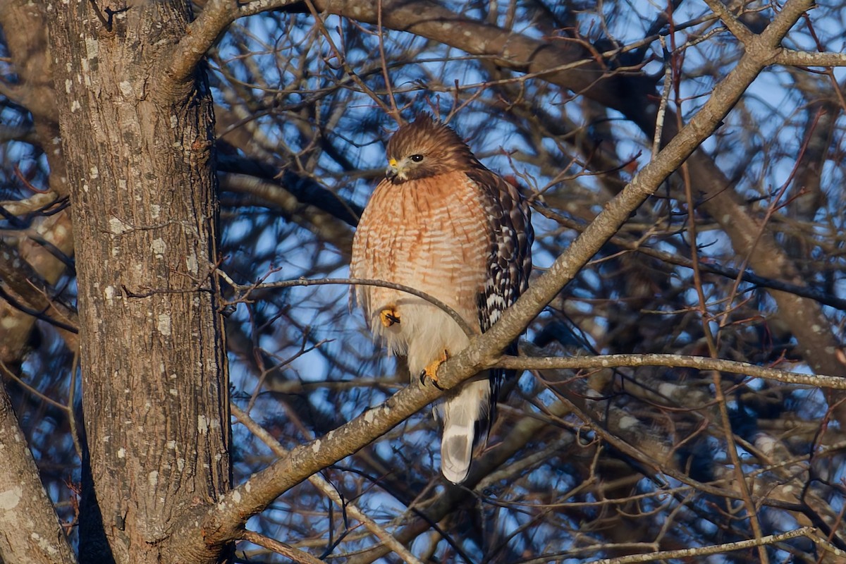 eBird Checklist - 12 Jan 2025 - 188 Old Stump Road - 18 species