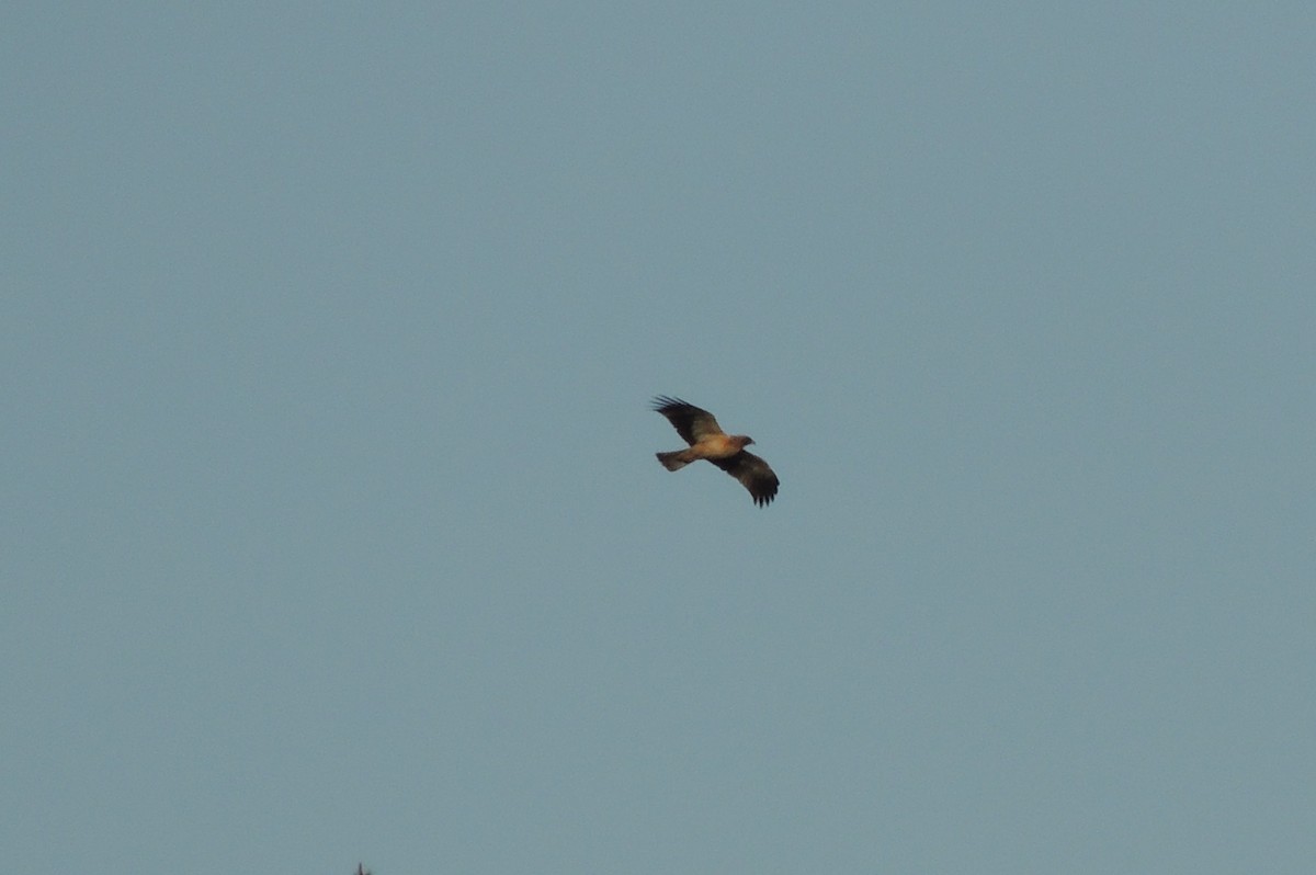 eBird Checklist - 12 Jan 2025 - Marazion Marsh RSPB Reserve - 38 species