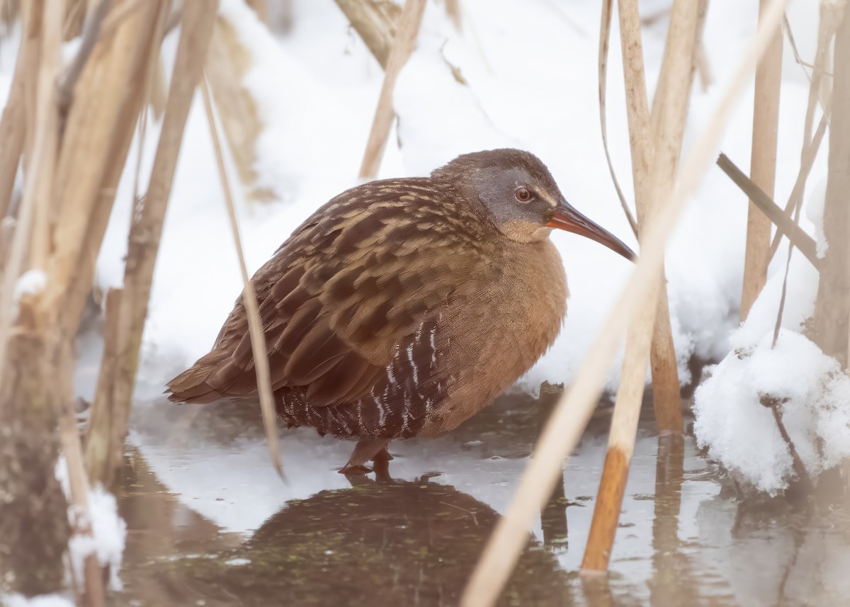 eBird Checklist - 12 Jan 2025 - Mendon Ponds Park--Quaker Pond Trail ...