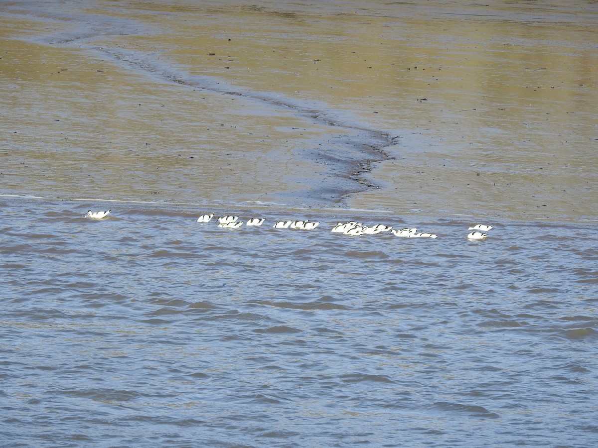 eBird Checklist - 12 Jan 2025 - Lynher Estuary (Wacker Quay area) - 24 ...