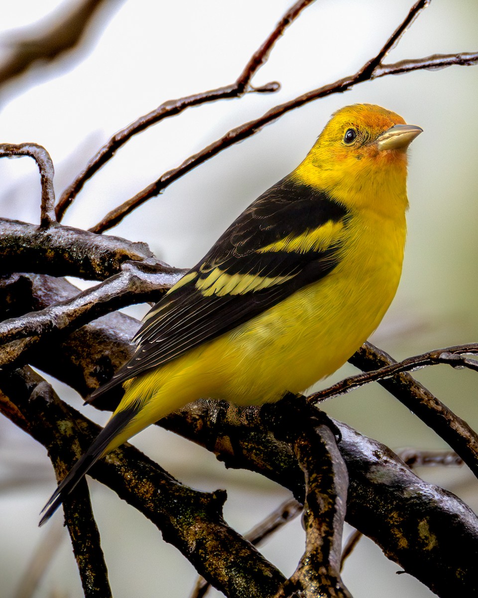 eBird Checklist - 11 Jan 2025 - Western Tanager - Winter ‘24-‘25 - 5 ...