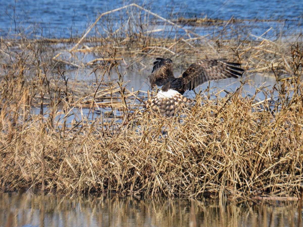 Pennsylvania Bird Atlas Checklist - 12 Jan 2025 - John Heinz NWR--wetlands (Delaware Co.) - 36 ...