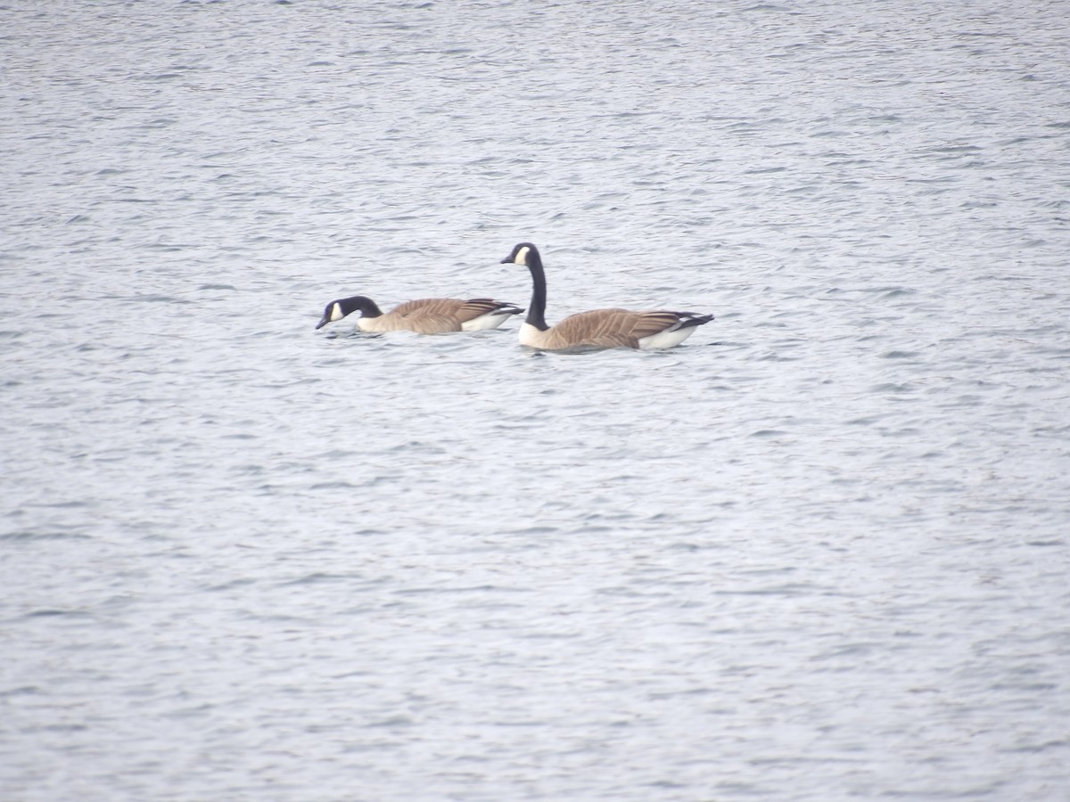 eBird Checklist - 12 Jan 2025 - Prairie Oaks Metro Park--Darby Bend ...