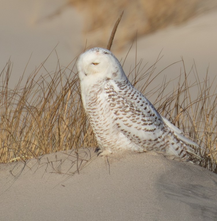eBird Checklist - 12 Jan 2025 - Breezy Point Tip - 26 species