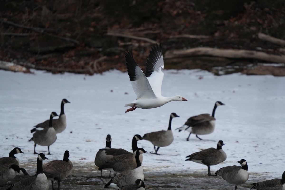 eBird Checklist - 12 Jan 2025 - Duke Island Park - 10 species