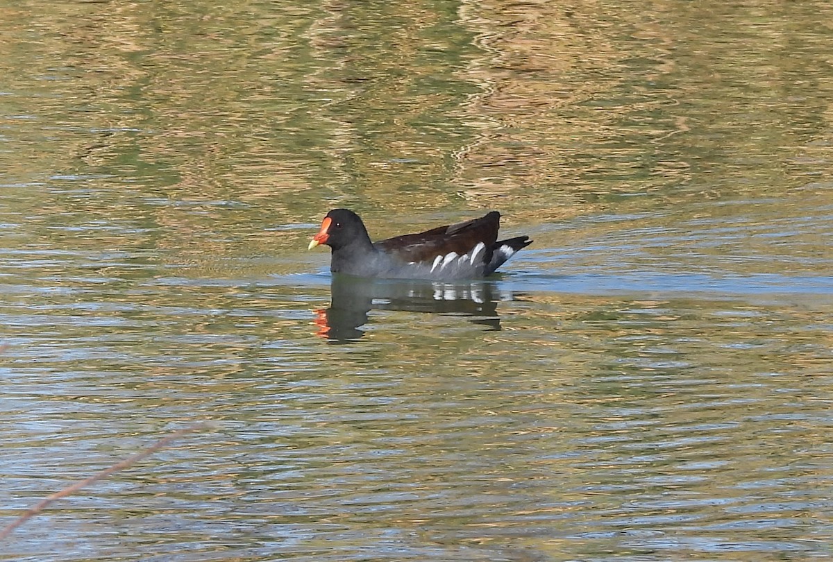 eBird Checklist - 12 Jan 2025 - Riparian Preserve at Gilbert Water ...
