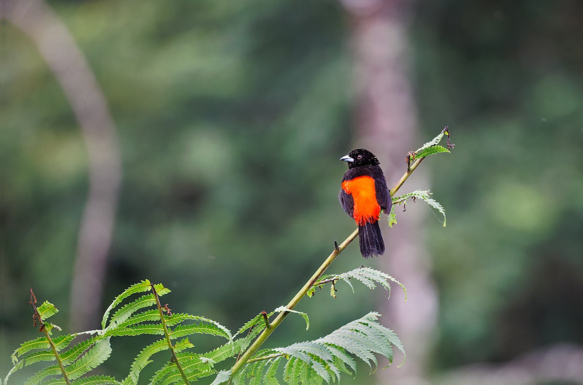 eBird Checklist - 25 Dec 2024 - Arenal Tropical Gardens - 8 species