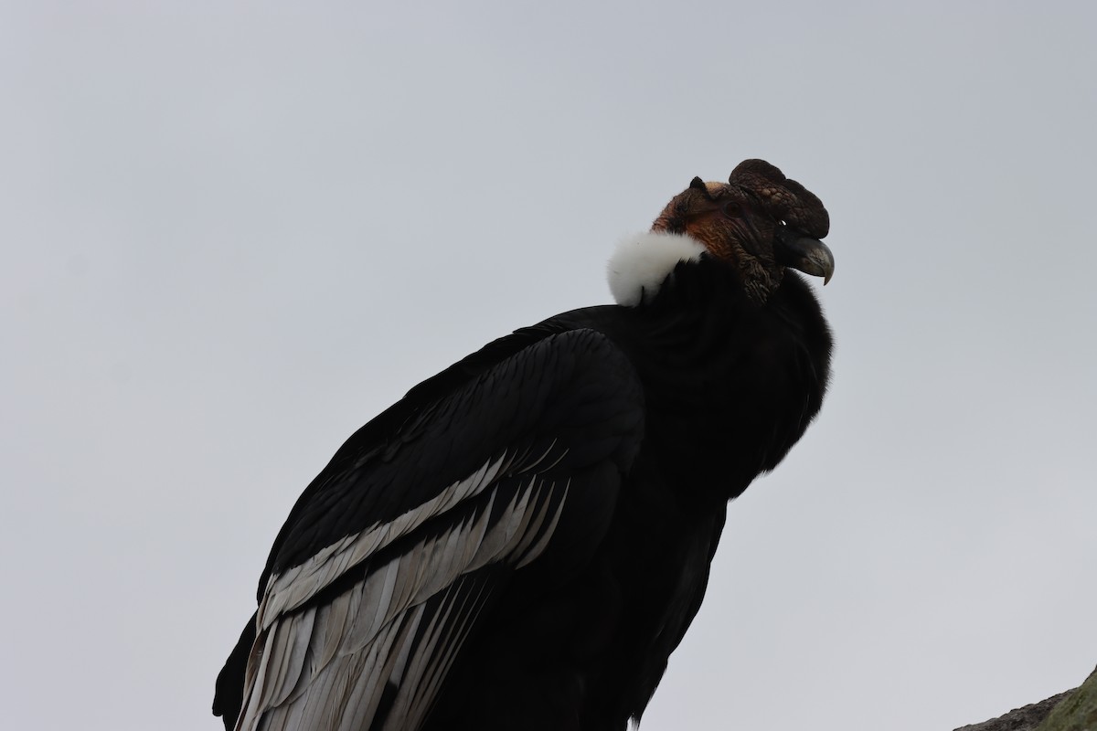 eBird Checklist - 10 Jan 2025 - PNN Puracé--Piedra del Cóndor - 12 species