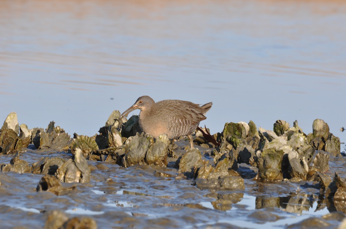 eBird Checklist - 12 Jan 2025 - Lynnhaven Inlet Flats - 21 species (+1 ...