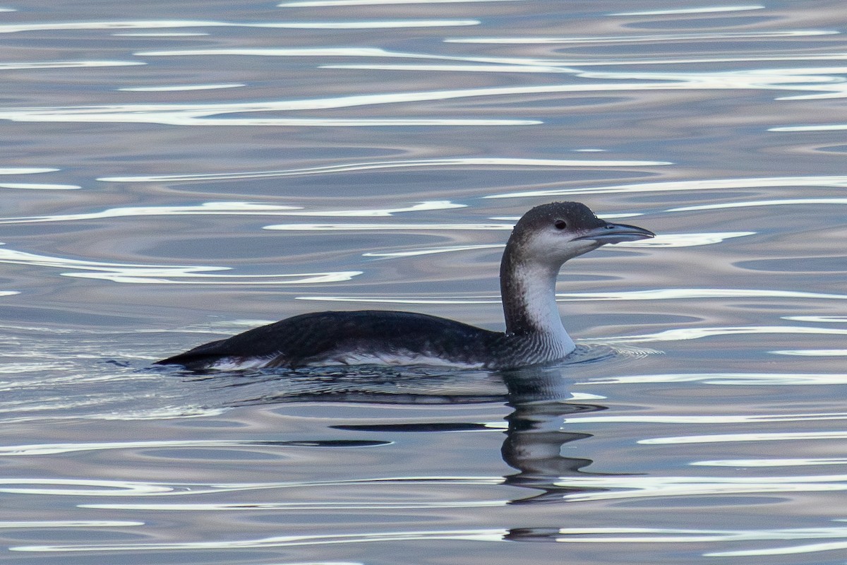 ML629014638 - Arctic Loon - Macaulay Library