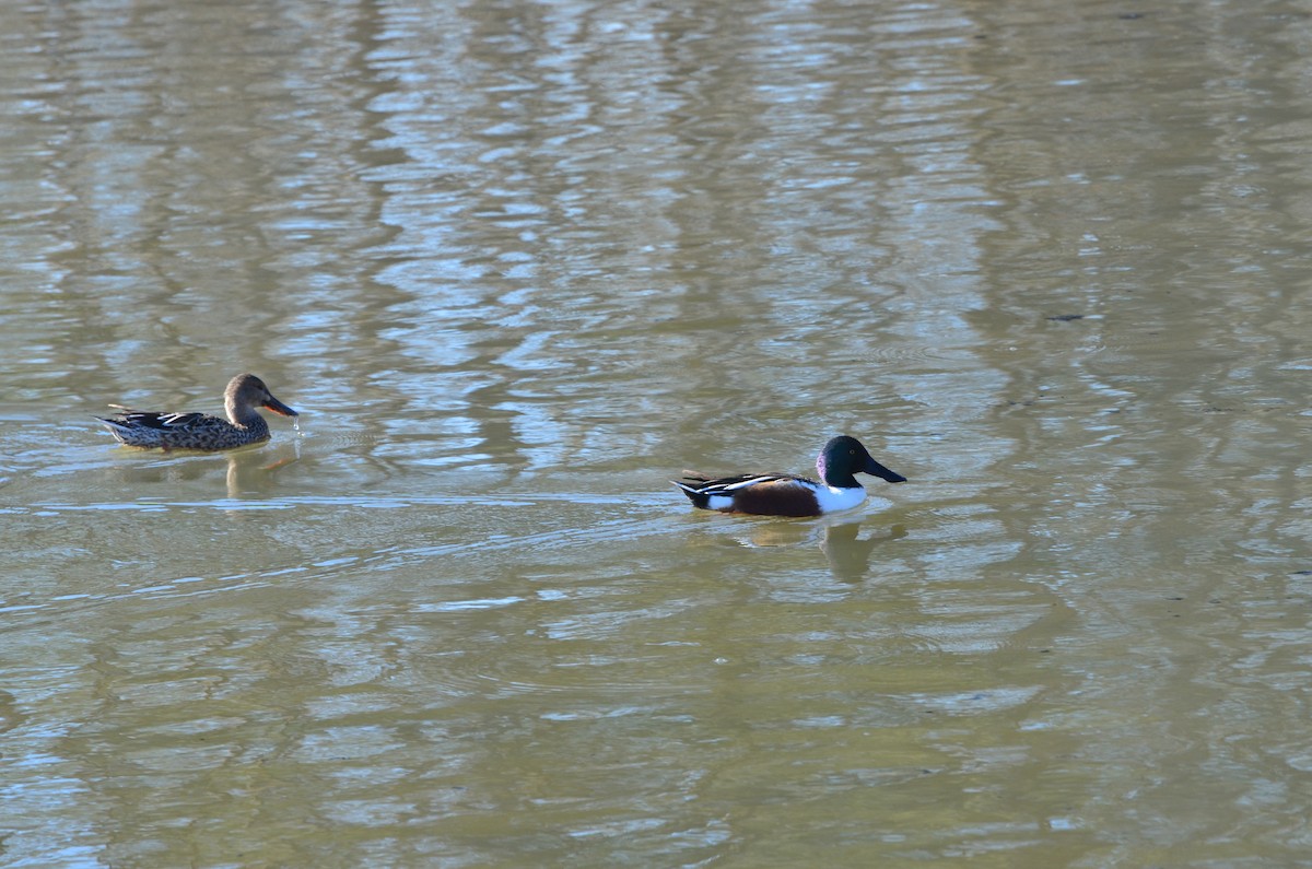 eBird Checklist - 12 Jan 2025 - Phinizy Swamp Nature Park - 61 species ...