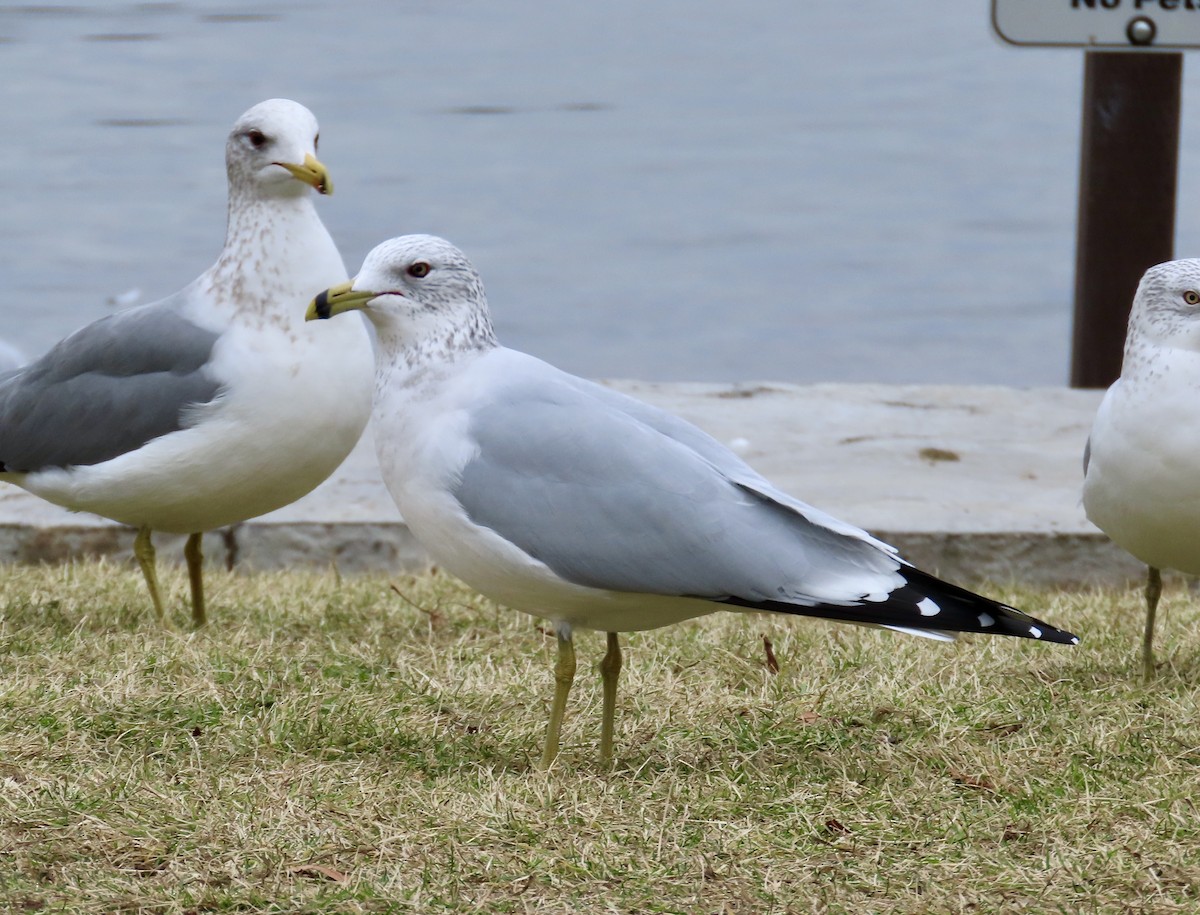 eBird Checklist - 12 Jan 2025 - Beachview Park 46.41051, -117.03761 - 6 species