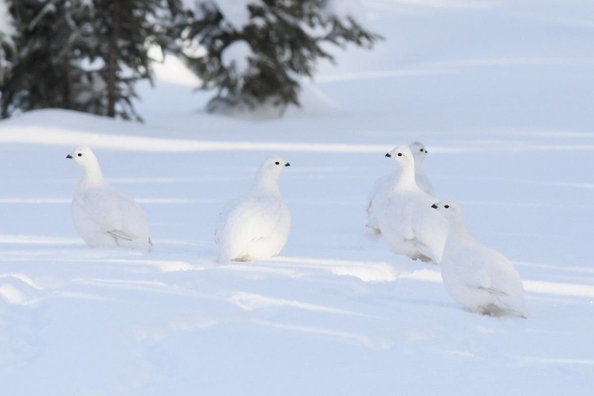 eBird Checklist - 12 Jan 2025 - Road 652, Cochrane, Unorganized, North ...