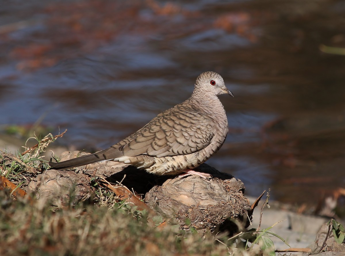 eBird Checklist - 12 Jan 2025 - Uvalde County, TX--Memorial Park Leona ...