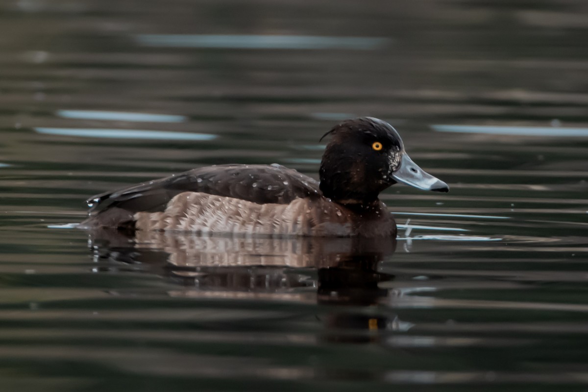 eBird Checklist - 12 Jan 2025 - Carrie Blake Park - 6 species