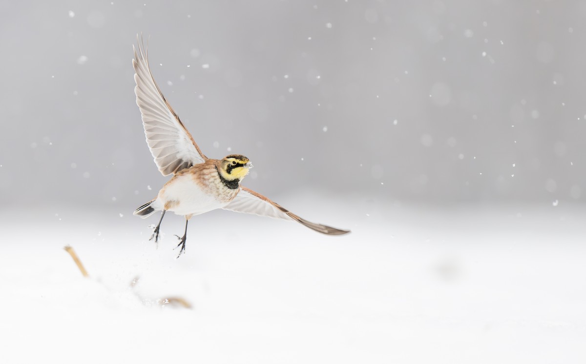 ML629020689 - Horned Lark - Macaulay Library