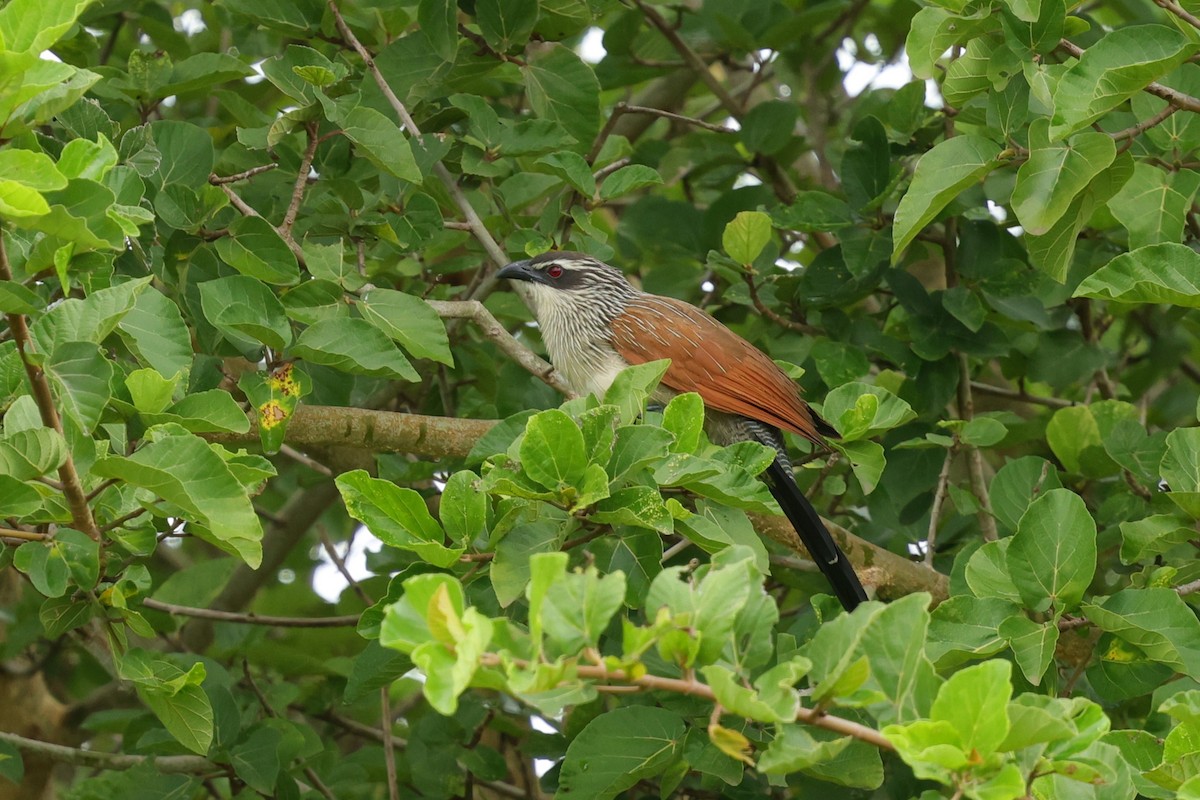 eBird Checklist - 12 Jan 2025 - Tabora Kazima Dam - 73 species