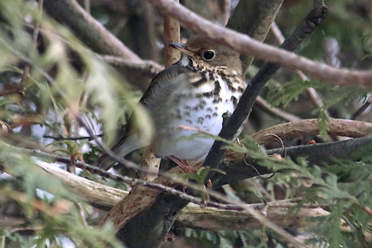 eBird Checklist - 12 Jan 2025 - Port Burwell--Monarch Landing - 13 species