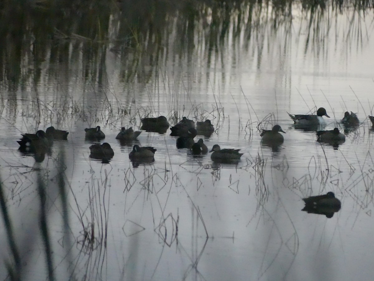 eBird Checklist - 13 Jan 2025 - Lake Woodruff NWR - 52 species
