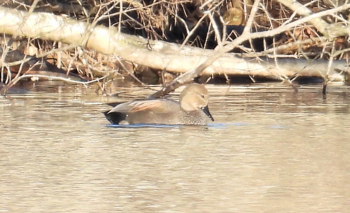 eBird Checklist - 12 Jan 2025 - Big Spring - 14 species