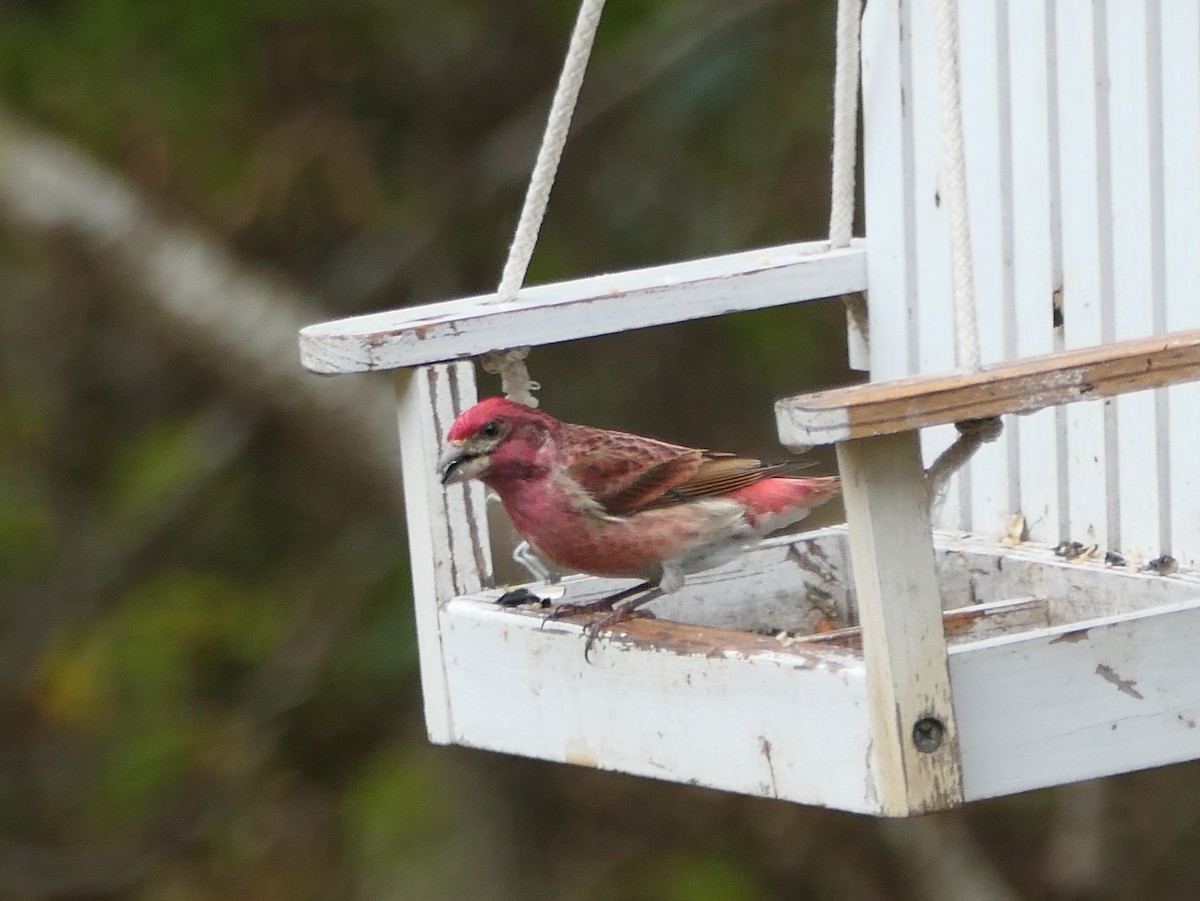 eBird Checklist - 13 Jan 2025 - Hofer Low Country Homestead - 9 species