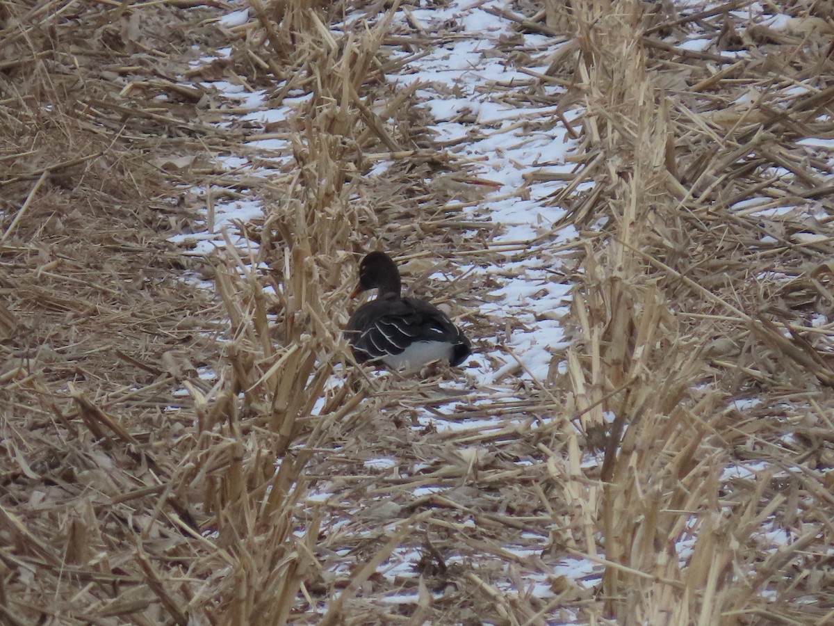 eBird Checklist - 13 Jan 2025 - Taiga Bean Goose Stakeout - 3 species