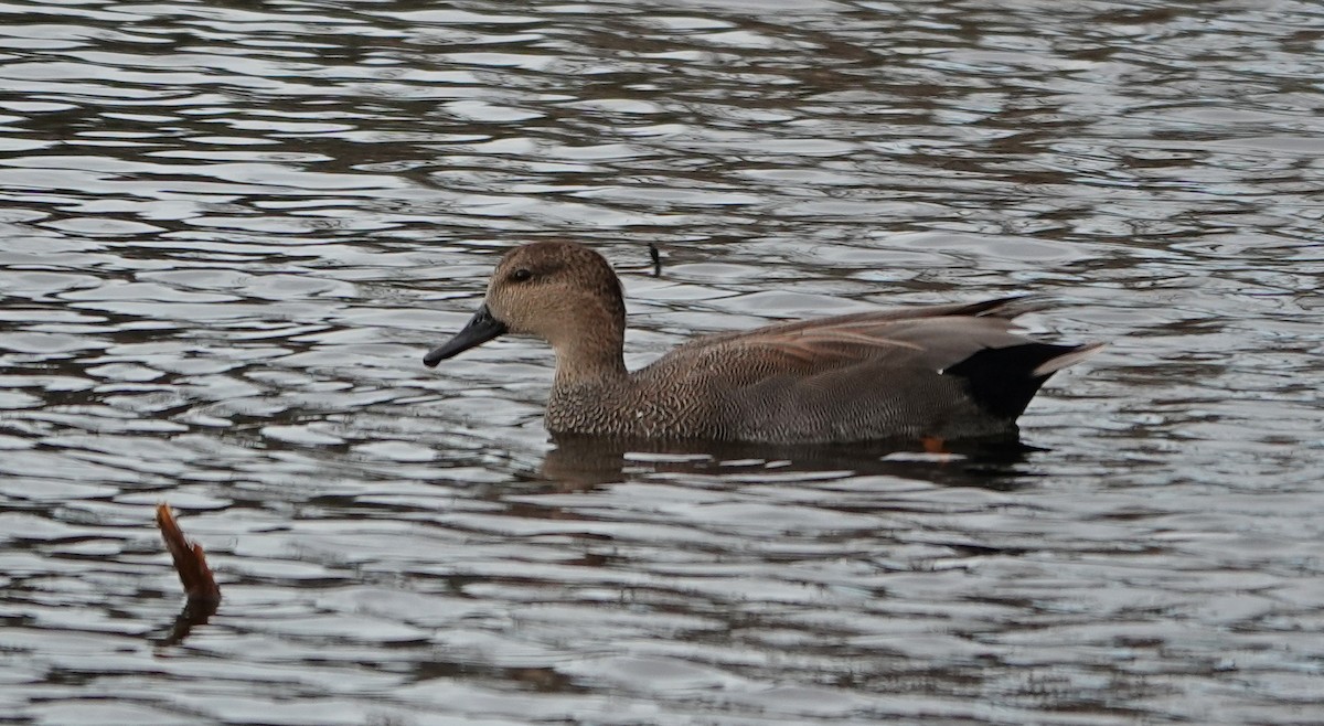 eBird Checklist - 13 Jan 2025 - G.T. Bray Park - 30 species (+1 other taxa)