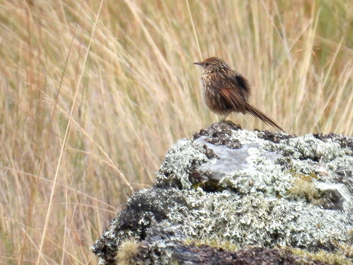 eBird Checklist - 23 Oct 2024 - Pongo Pueblo (Village) - 4 species