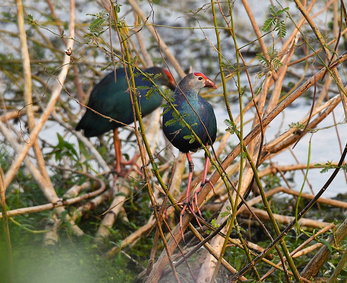 eBird Checklist - 14 Jan 2025 - Kole Wetlands--Maranchery - 62 species