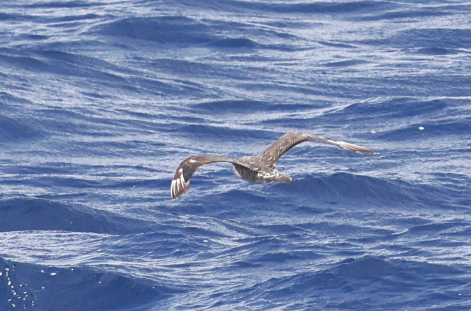eBird Checklist - 11 Jan 2025 - Offshore :Mallacoota - 16 species