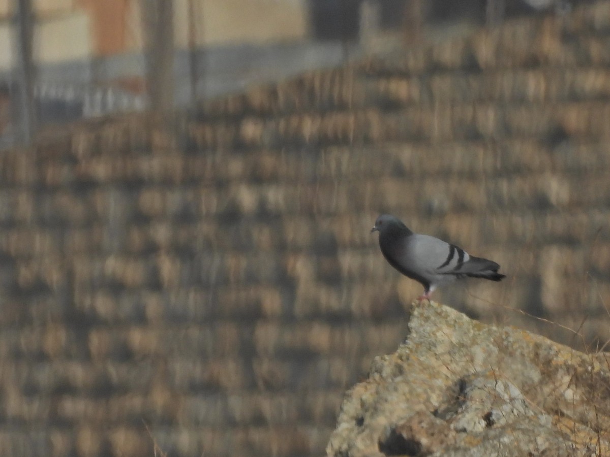 Israel Breeding Bird Atlas Checklist - 12 Jan 2025 - Valley and hills E ...