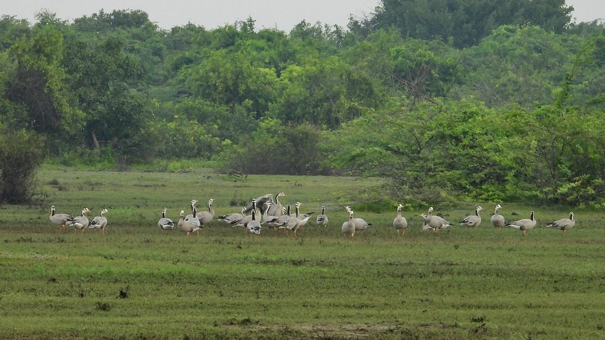eBird Checklist - 12 Jan 2025 - Point Calimere Wildlife Sanctuary--Dry ...