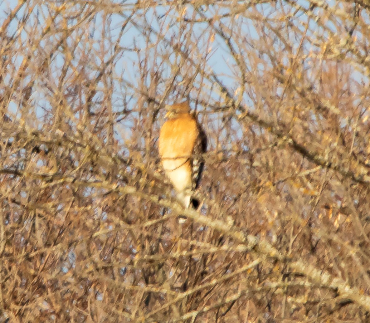 eBird Checklist - 14 Jan 2025 - Pawnee Lake SRA - 19 species