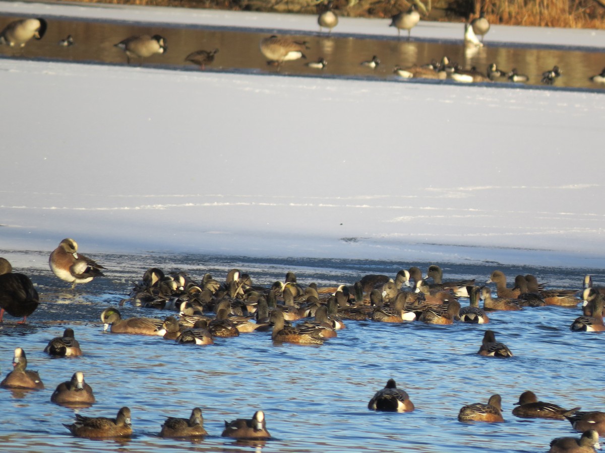 eBird Checklist - 12 Jan 2025 - Perry's Mill Pond (SKLT) - 17 species