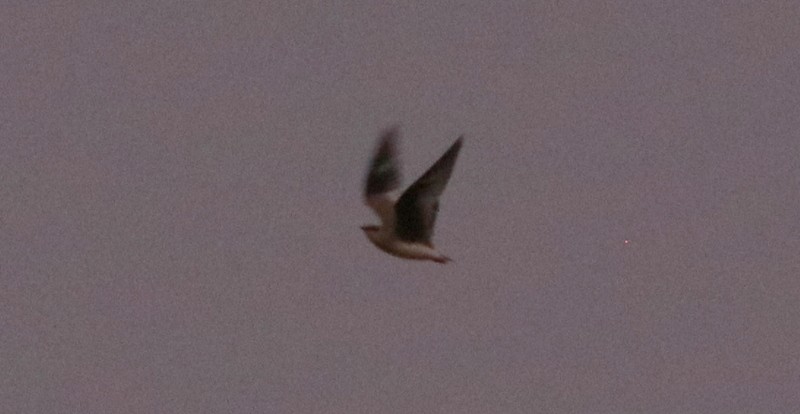 eBird Checklist - 14 Jan 2025 - Khawr Sawli - 13 species