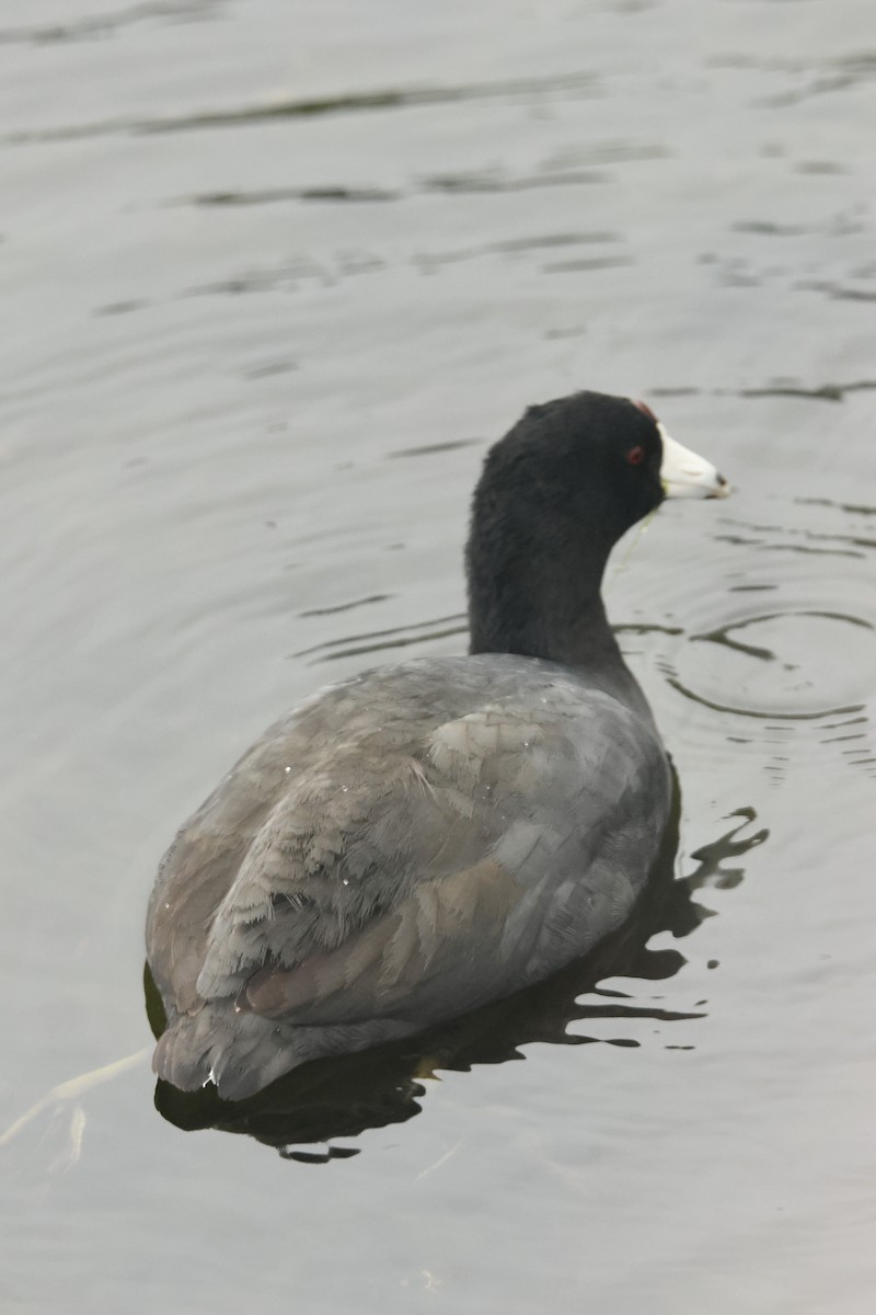 eBird Checklist - 14 Jan 2025 - The Celery Fields - 30 species