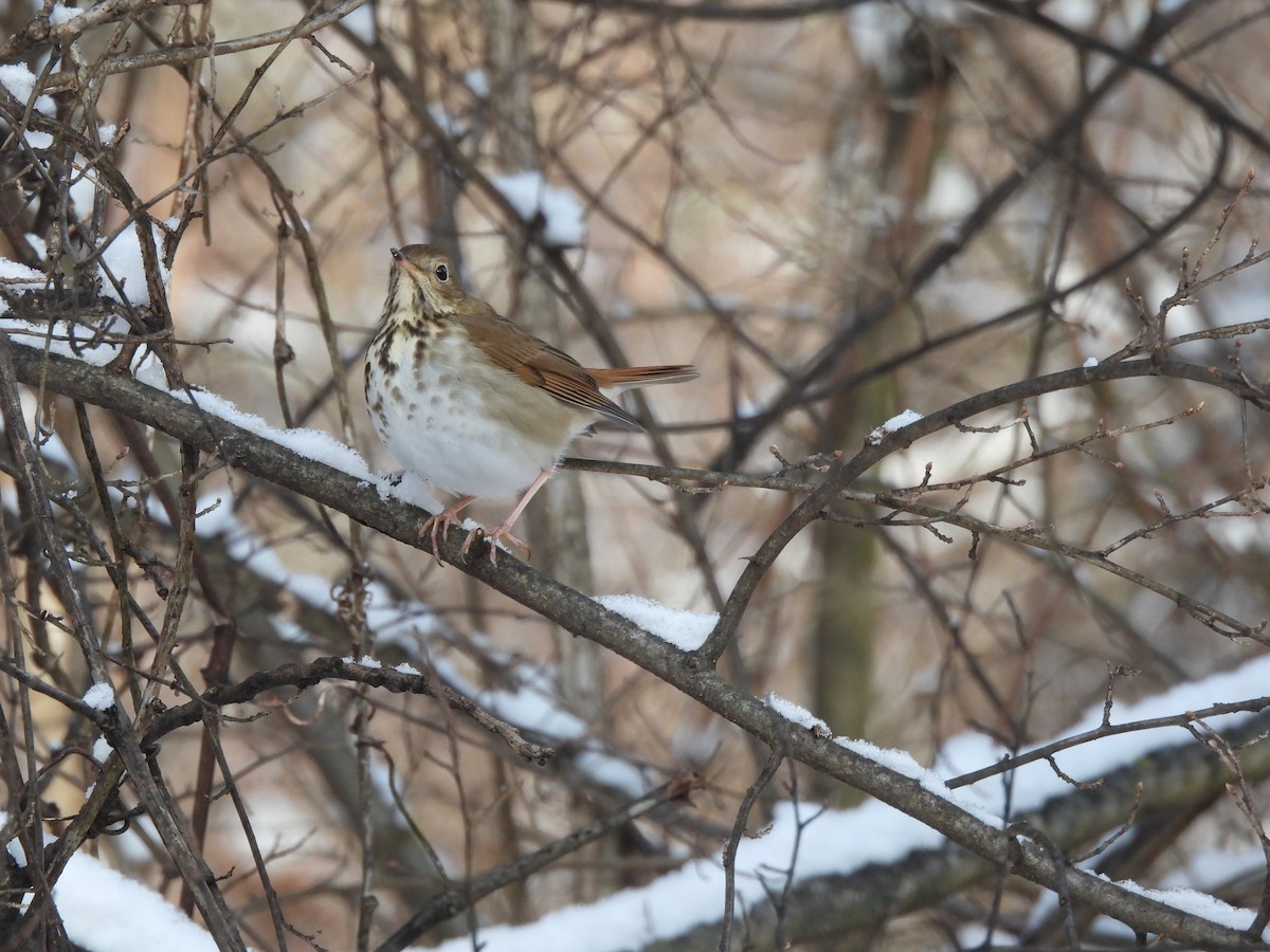 eBird Checklist - 11 Jan 2025 - Morgan Run Natural Environmental Area ...