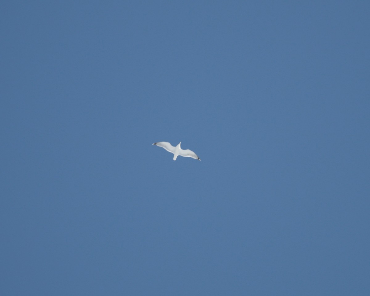 eBird Checklist - 12 Jan 2025 - BARC--Farming Systems Project ...