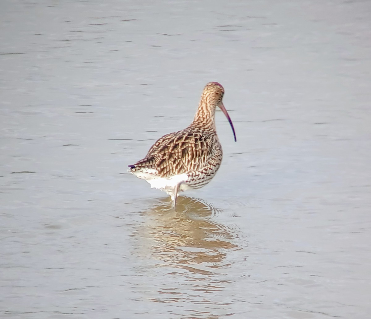 eBird Checklist - 14 Jan 2025 - Fremington Shore and Quay - 25 species