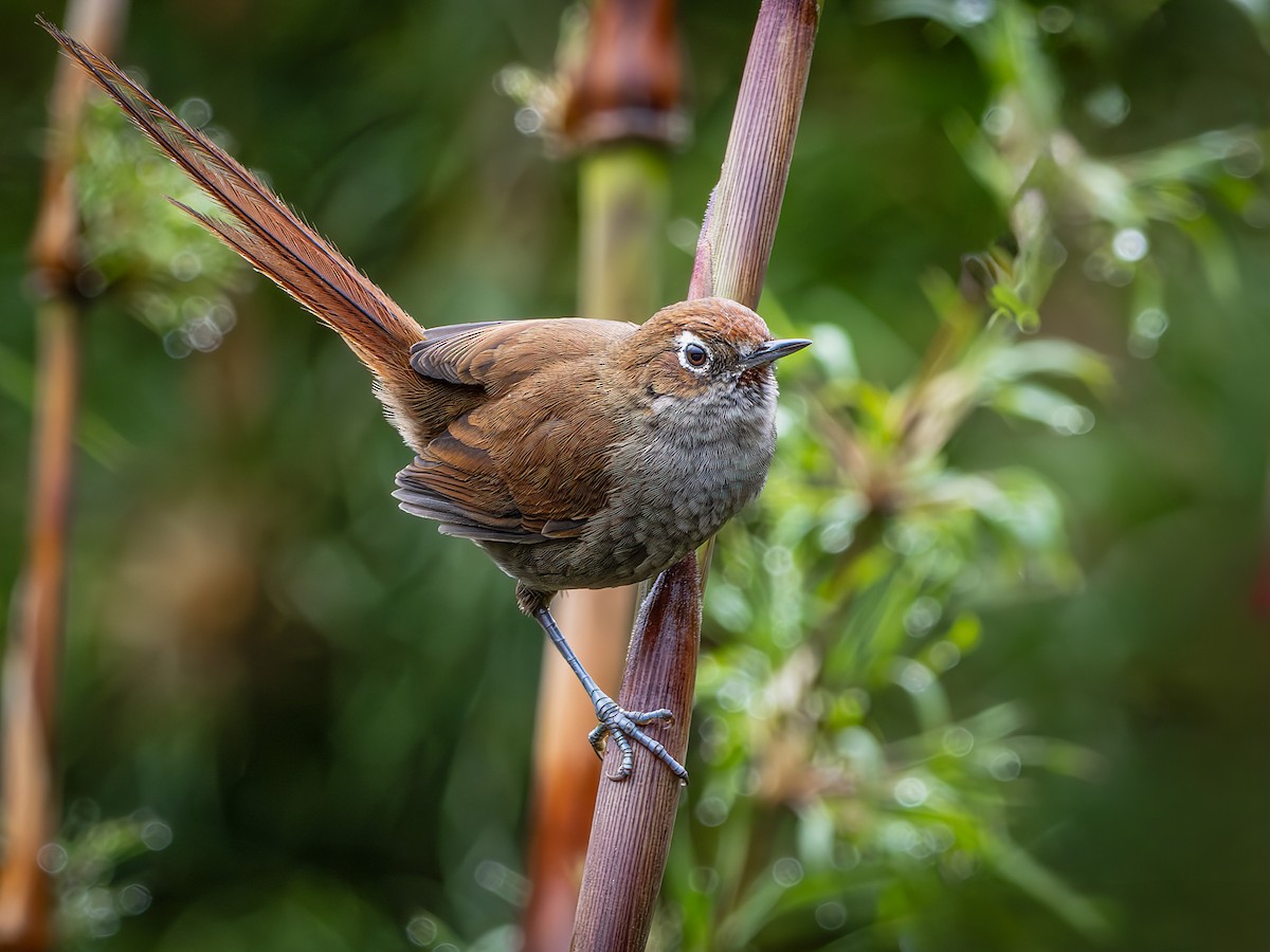 Eye-ringed Thistletail - Asthenes palpebralis - Birds of the World