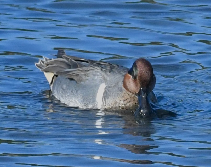 eBird Checklist - 12 Jan 2025 - Bodie Island Lighthouse & Pond - 26 species