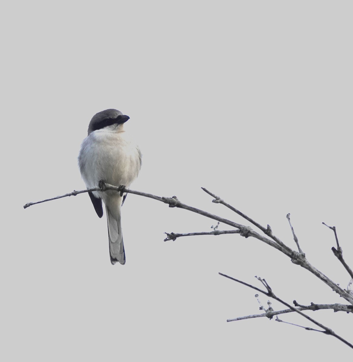 eBird Checklist - 12 Jan 2025 - Schnebly Redland's Winery, Homestead ...