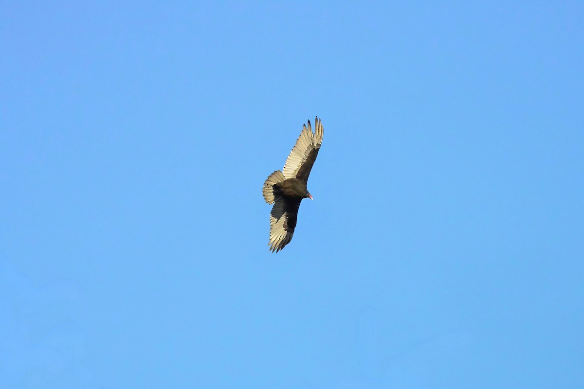 eBird Checklist - 14 Jan 2025 - Providence RECenter - 27 species