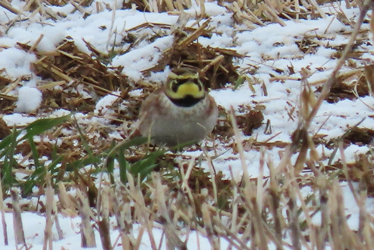 Pennsylvania Bird Atlas Checklist - 11 Jan 2025 - Mertz Rd. Flooded Field - 2 species