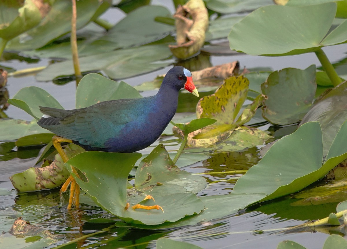 eBird Checklist - 12 Jan 2025 - Everglades NP--Anhinga Trail - 17 species